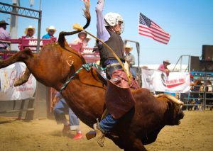 BULL BUCKING