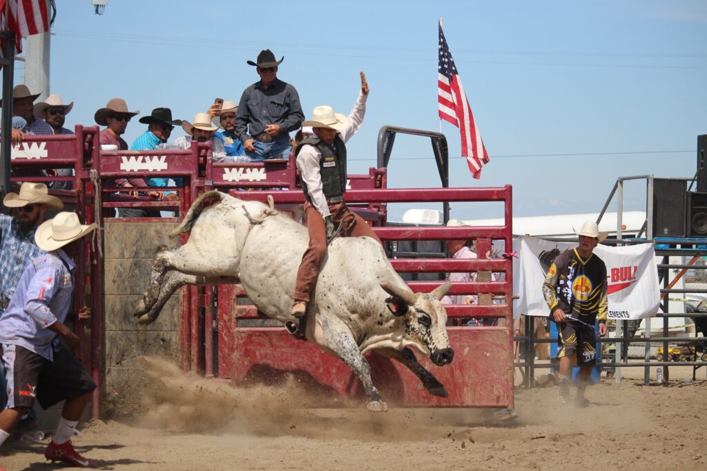 Bucking Bulls